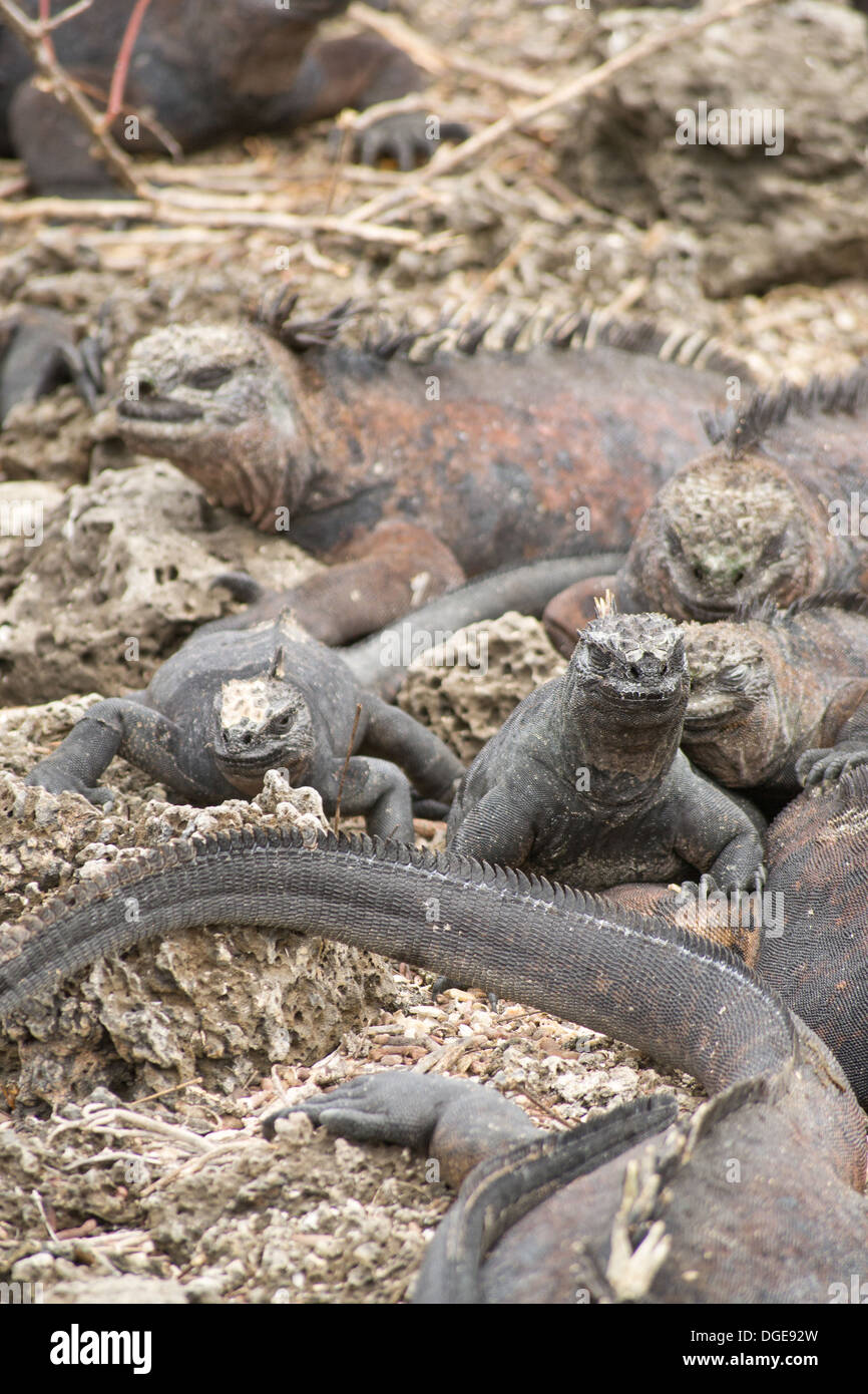Lizard face parts hi-res stock photography and images - Alamy