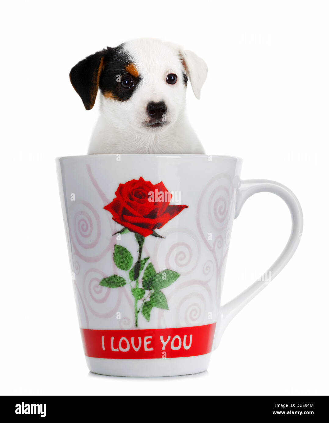 Jack Russell puppy in the cup on white background Stock Photo - Alamy