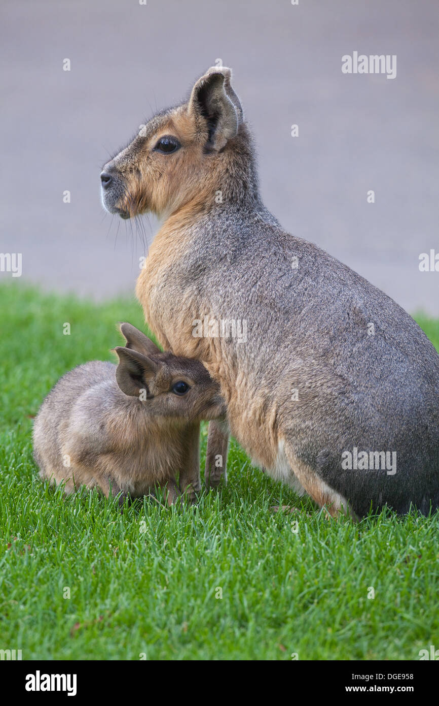 Mara or Patagonian Hares (Dolichotis patagonum). Young suckling from ...