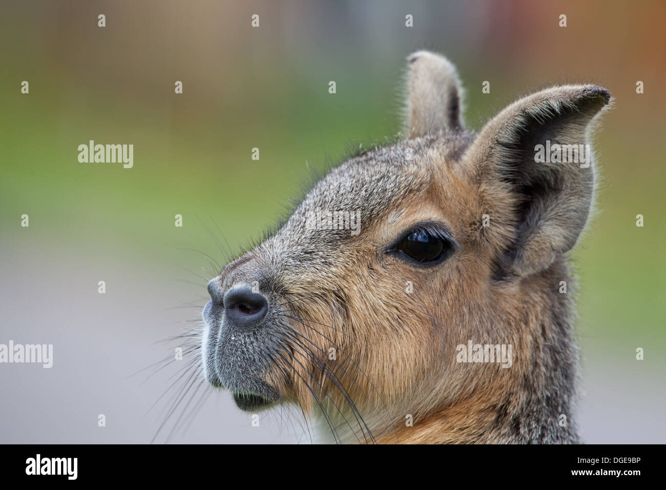 MARA or PATAGONIAN HARE (DOLICHOTIS PATAGONIUM Stock Photo - Alamy