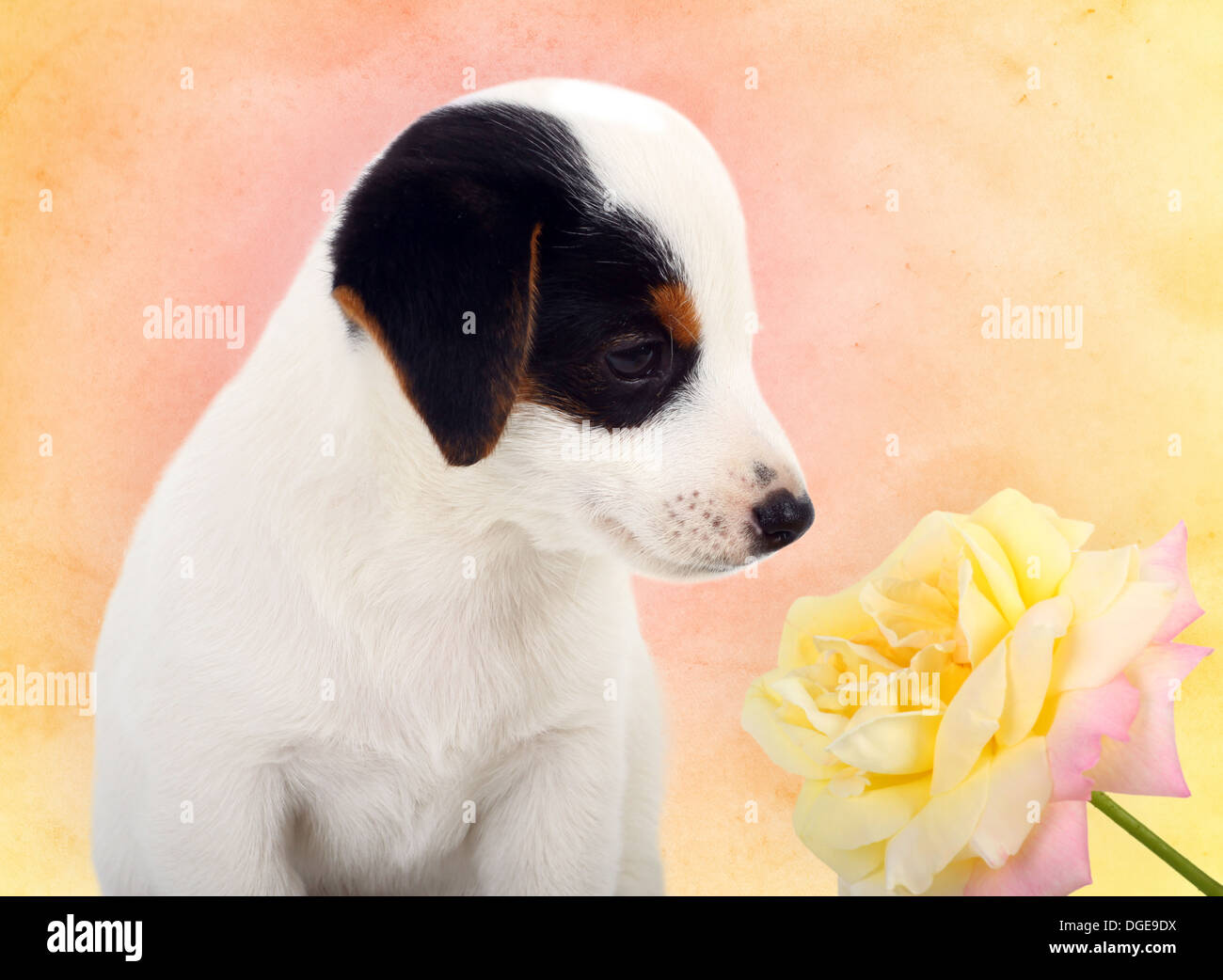 Jack Russell puppy with a big rose Stock Photo - Alamy