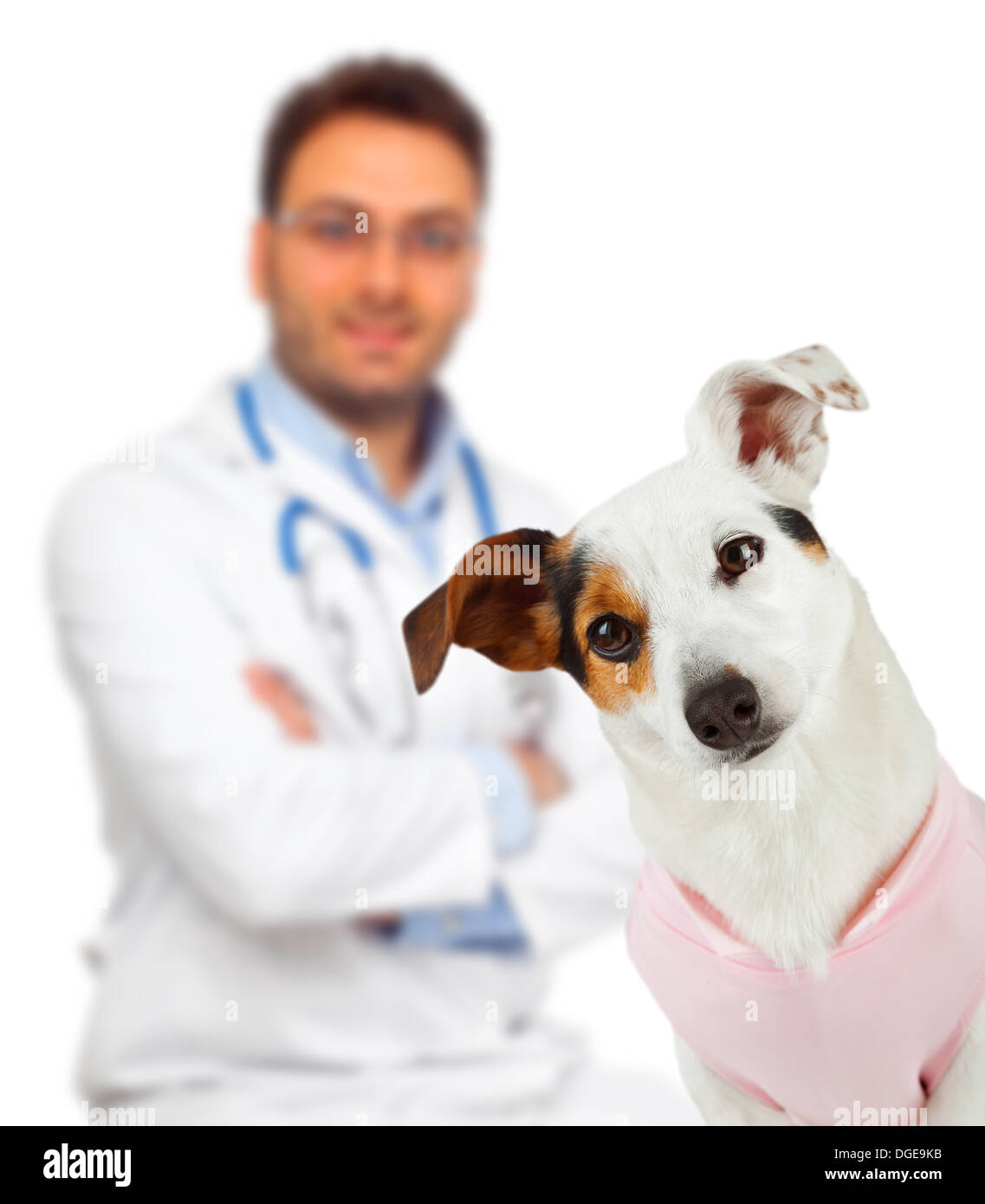 Jack Russell with veterinarian on white background Stock Photo - Alamy