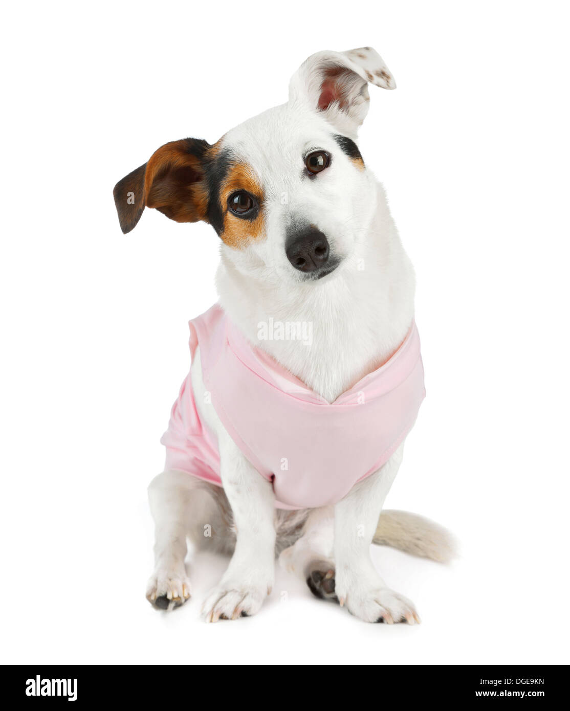 Young female Jack Russel with pink dress on white background Stock ...