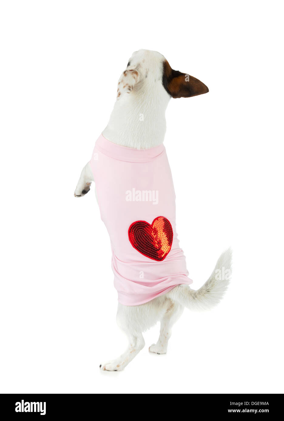 Young female Jack Russel with pink dress on white background Stock ...