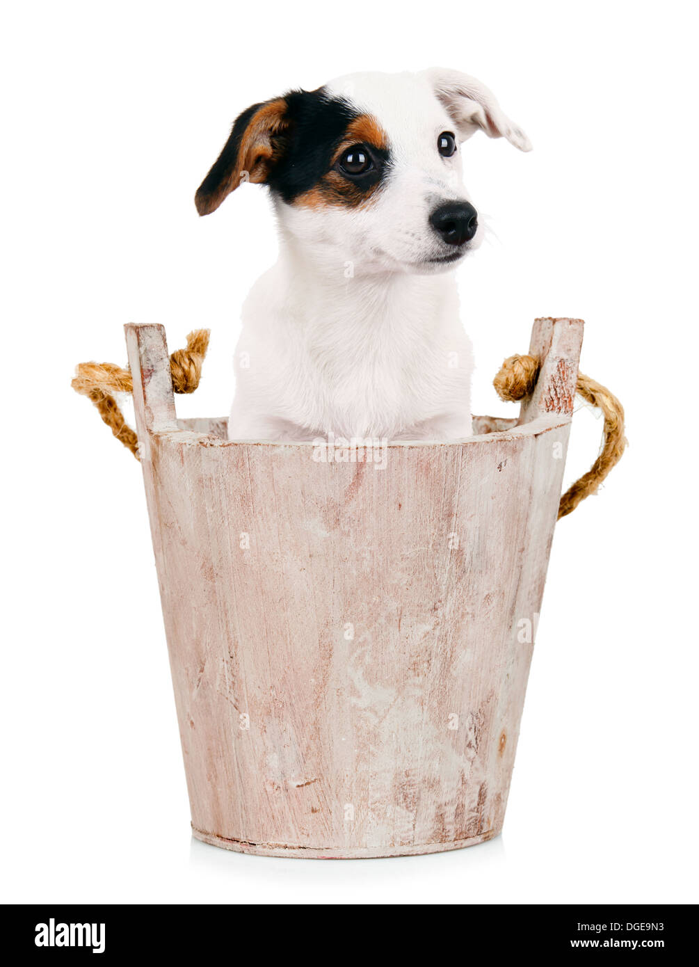 Jack Russell puppy in wooden bucket on white background Stock Photo - Alamy