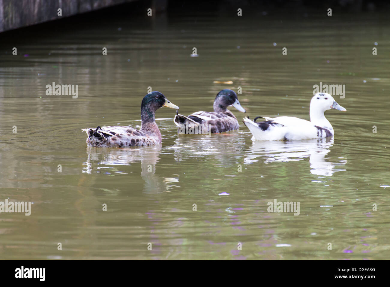 Tree duck hi-res stock photography and images - Alamy