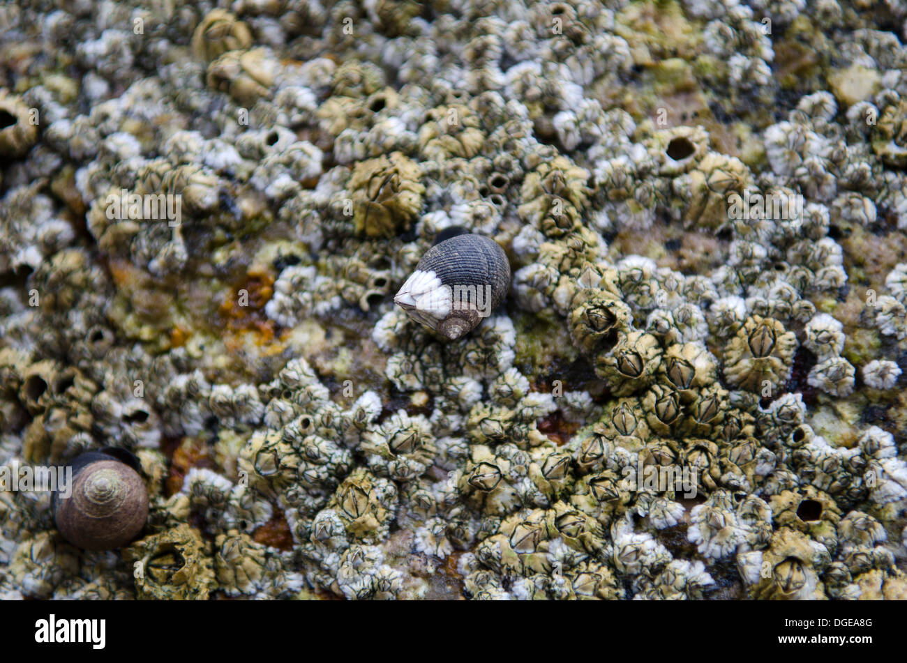 Rough barnacle hi-res stock photography and images - Alamy