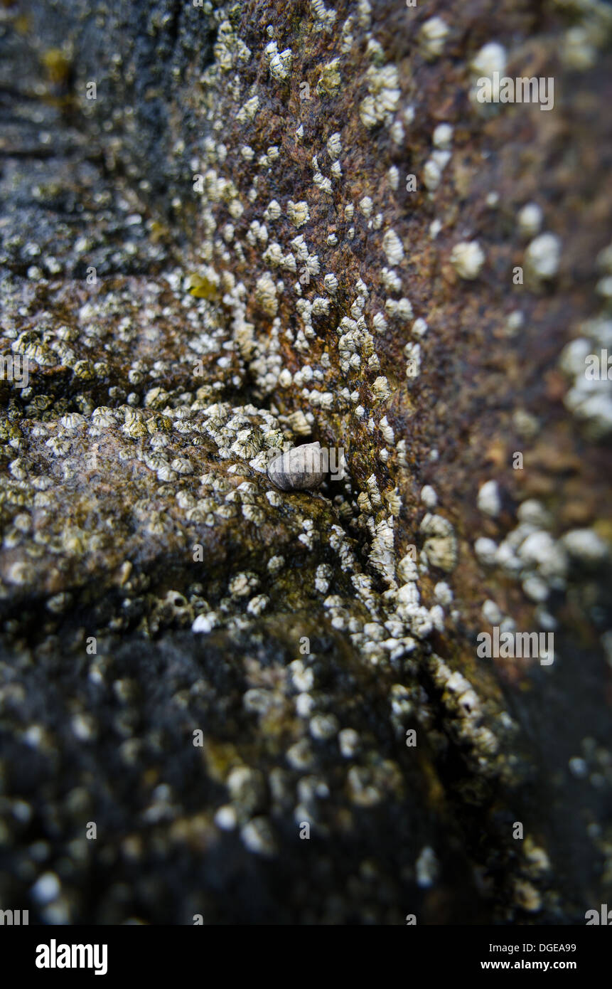 Common Periwinkle and barnacles on a granite pier, Maine Stock Photo ...