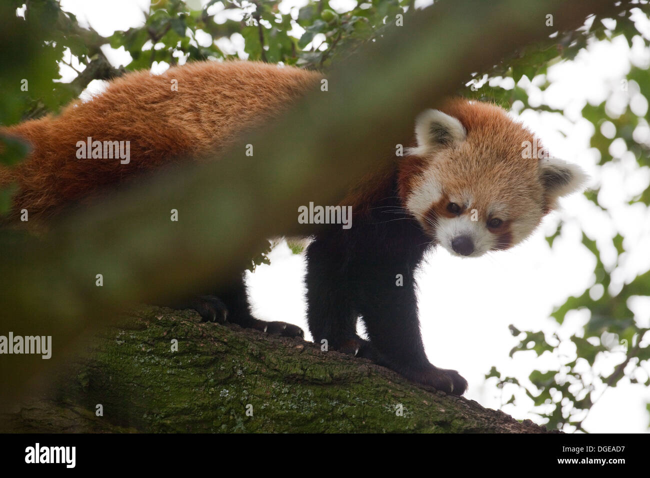Red or Lesser Panda (Ailurius fulgens). Looking down from limb of a ...