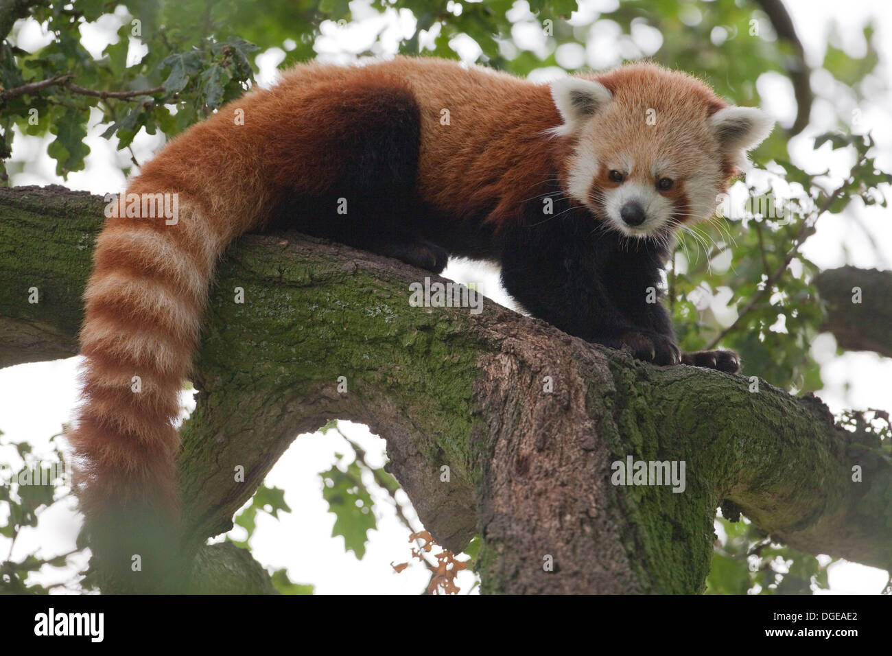 Red or Lesser Panda (Ailurius fulgens). Looking down from limb of a ...