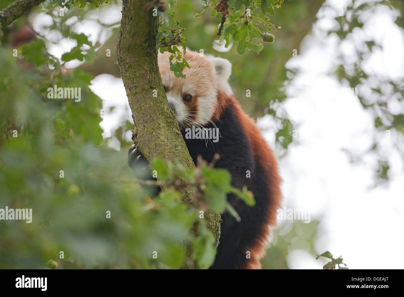 Red or Lesser Panda (Ailurius fulgens). Looking down from limb of a ...