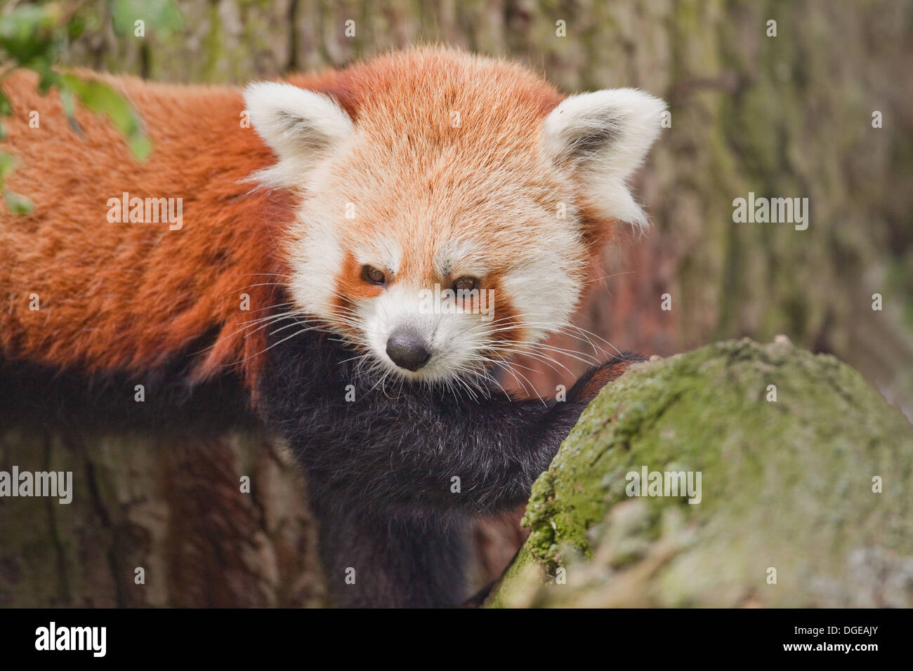 Red or Lesser Panda (Ailurius fulgens). Looking down from limb of a ...