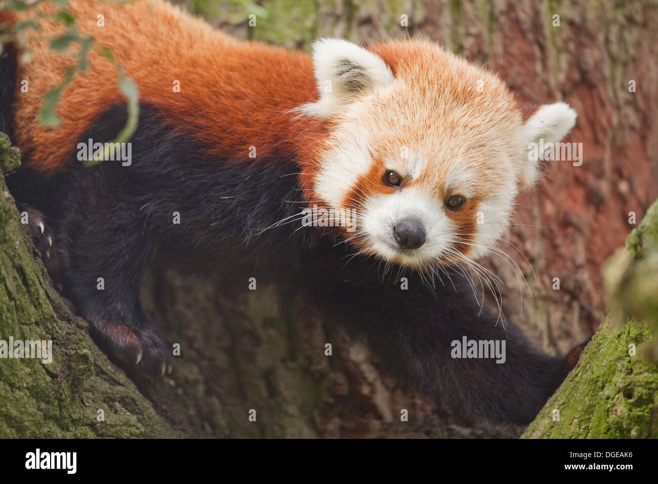 Red or Lesser Panda (Ailurius fulgens). Looking down from limb of a ...