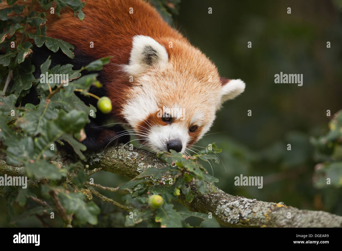 Panda trail hi-res stock photography and images - Alamy