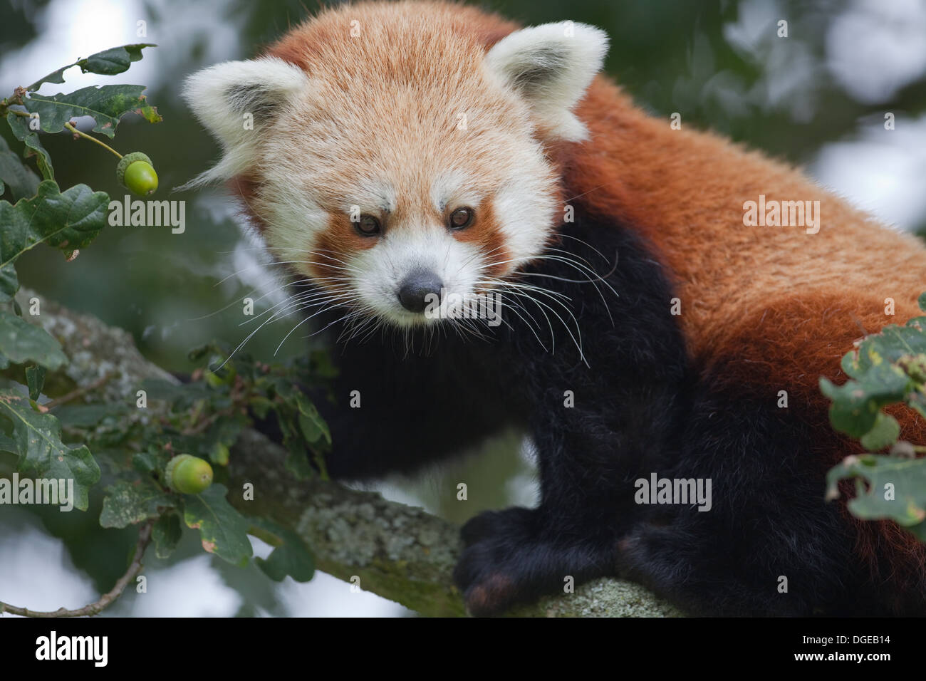 Muzzle panda hi-res stock photography and images - Alamy