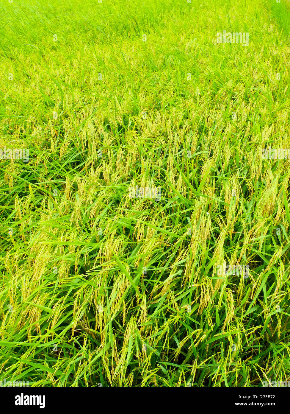 Rice seedlings field Stock Photo - Alamy