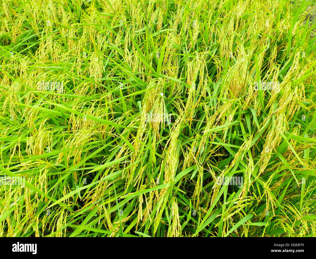 Wet rice leaf hi-res stock photography and images - Alamy