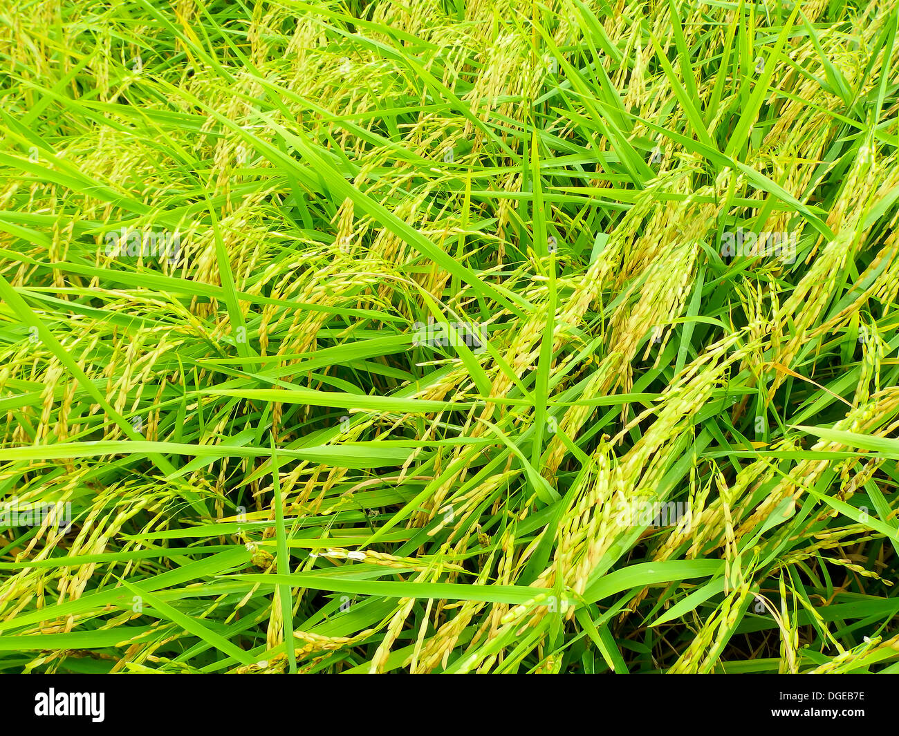 Plant rice seedlings hi-res stock photography and images - Alamy