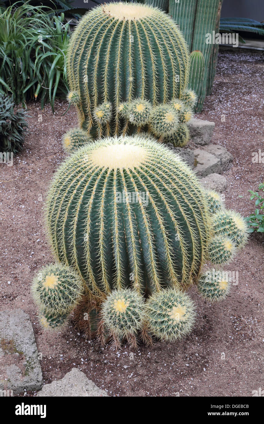 Small barrel cactus hi-res stock photography and images - Alamy