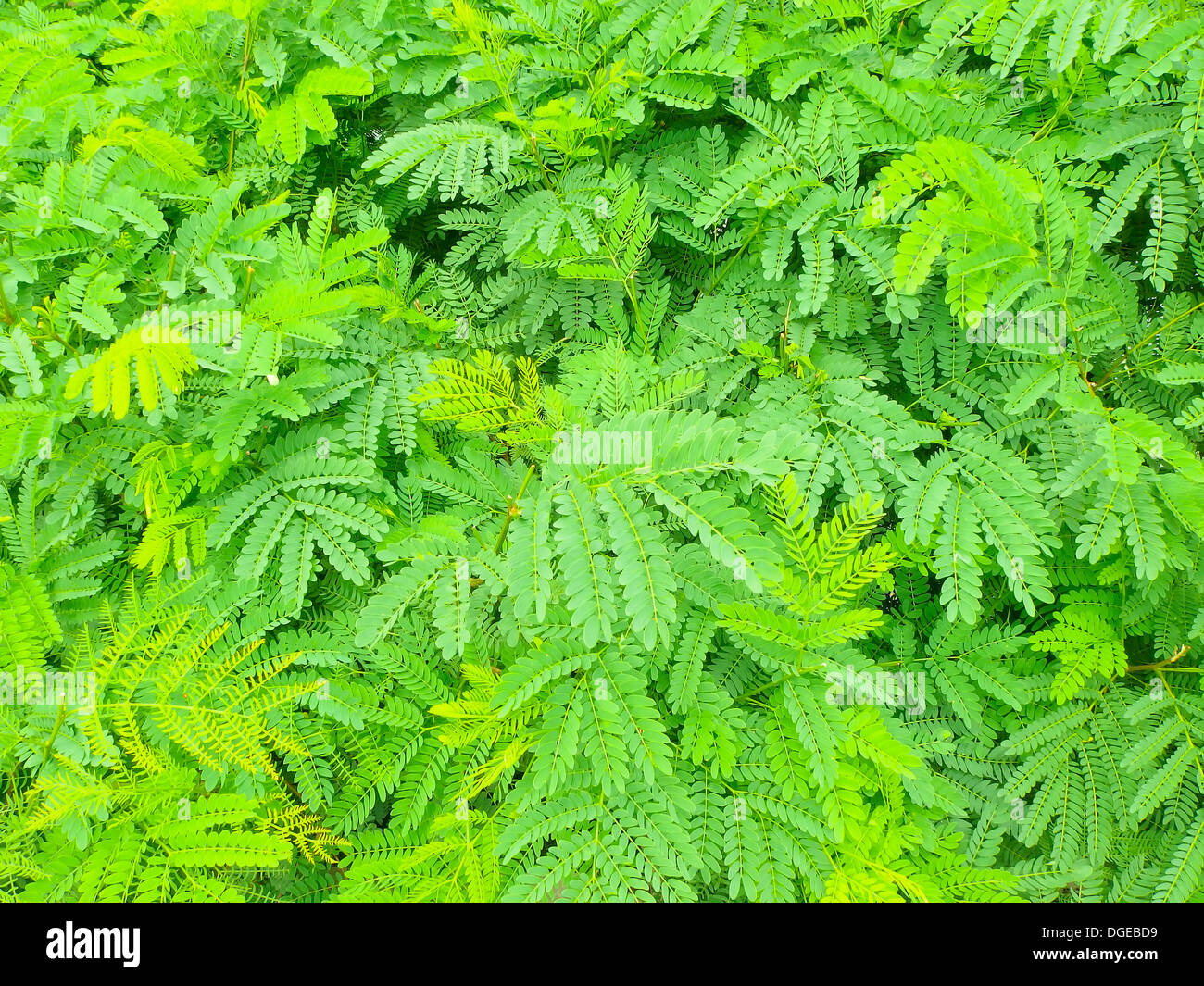 Tamarind tree hi-res stock photography and images - Alamy