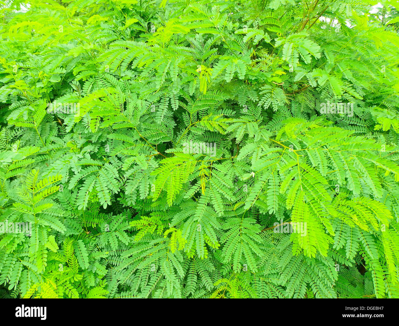 Tamarind tree hi-res stock photography and images - Alamy
