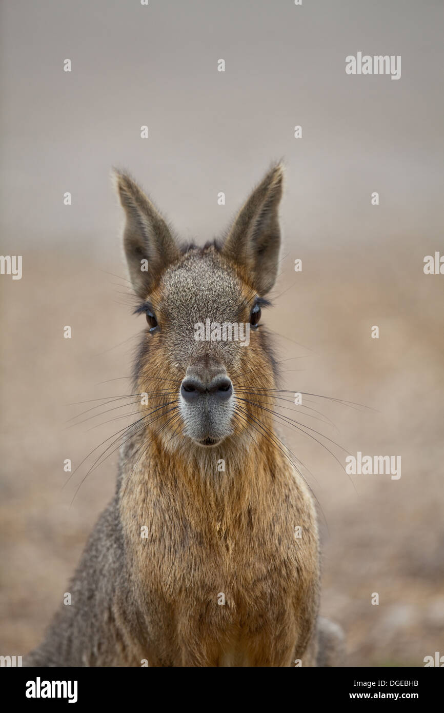 MARA or PATAGONIAN HARE (DOLICHOTIS PATAGONIUM Stock Photo - Alamy