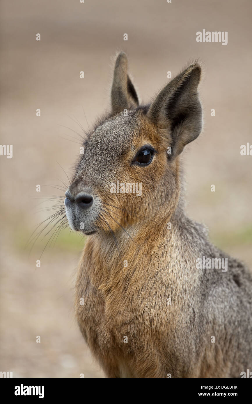 MARA or PATAGONIAN HARE (DOLICHOTIS PATAGONIUM Stock Photo - Alamy