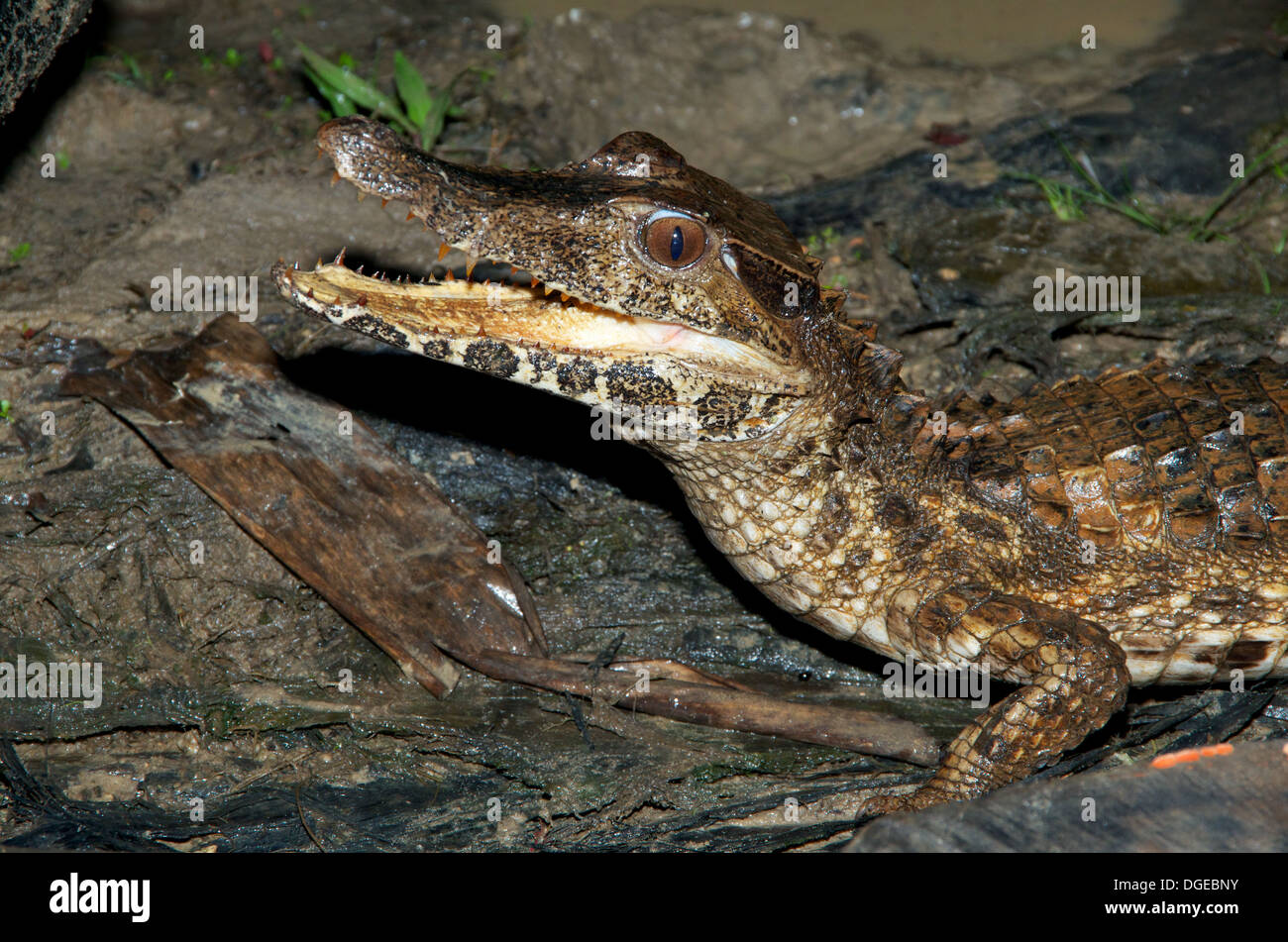 A Smooth-fronted Caiman (Paleosuchus trigonatus) along the Iquitos ...