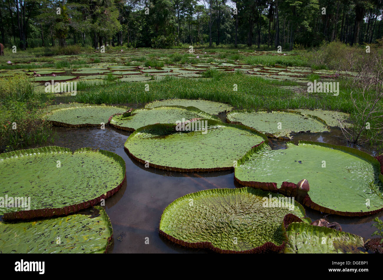 Giant Amazon Water Lily Pads (Victoria amazonica) in a pond in Loreto ...