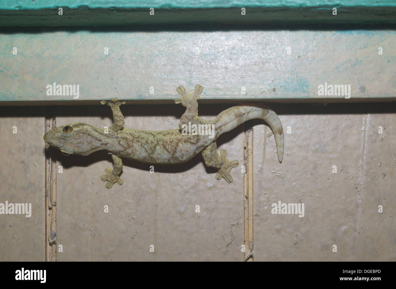 A Southern Turnip-tailed Gecko (Thecadactylus solimoensis) climbing on ...