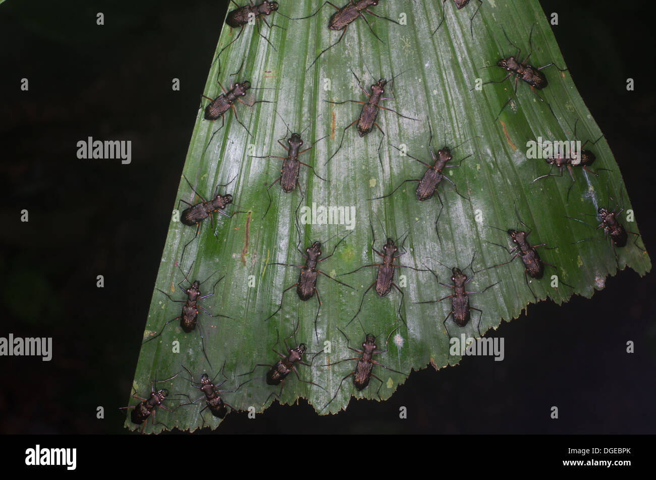 Amazon rainforest insects hi-res stock photography and images - Alamy