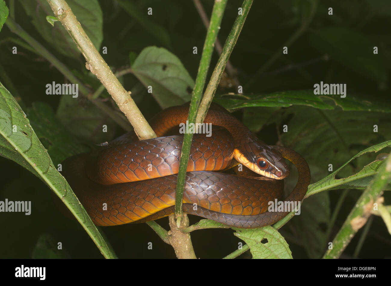A Common Glossy Racer snake (Drymoluber dichrous) coiled at night in ...