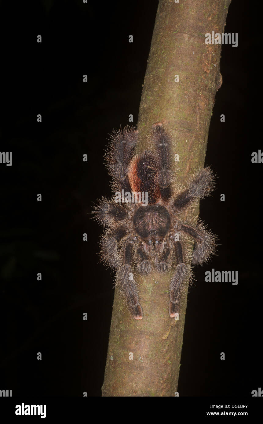 Amazon rainforest spider hi-res stock photography and images - Alamy