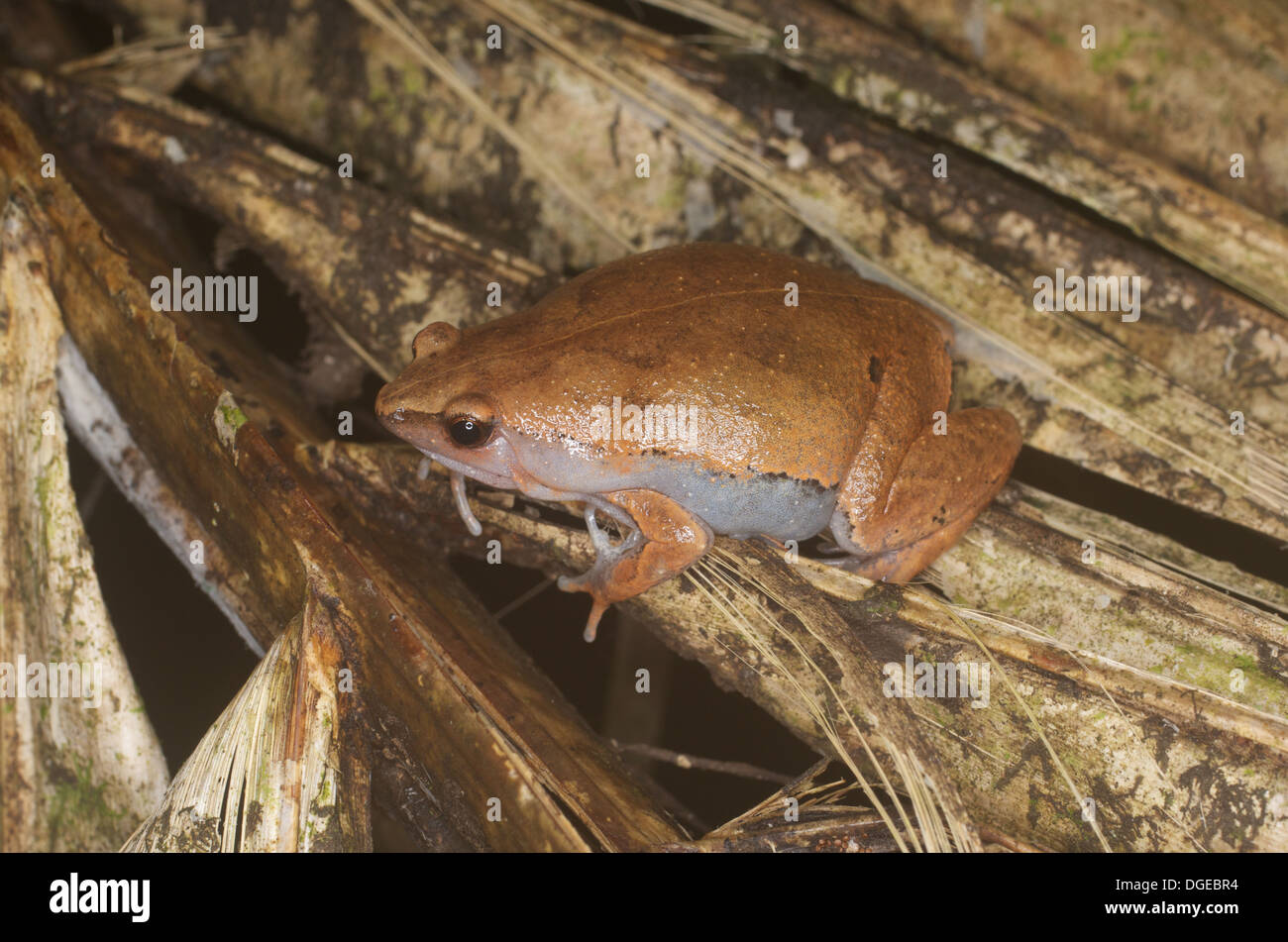 An Amazon Sheep Frog (Hamptophryne boliviana) perched on a dried palm ...