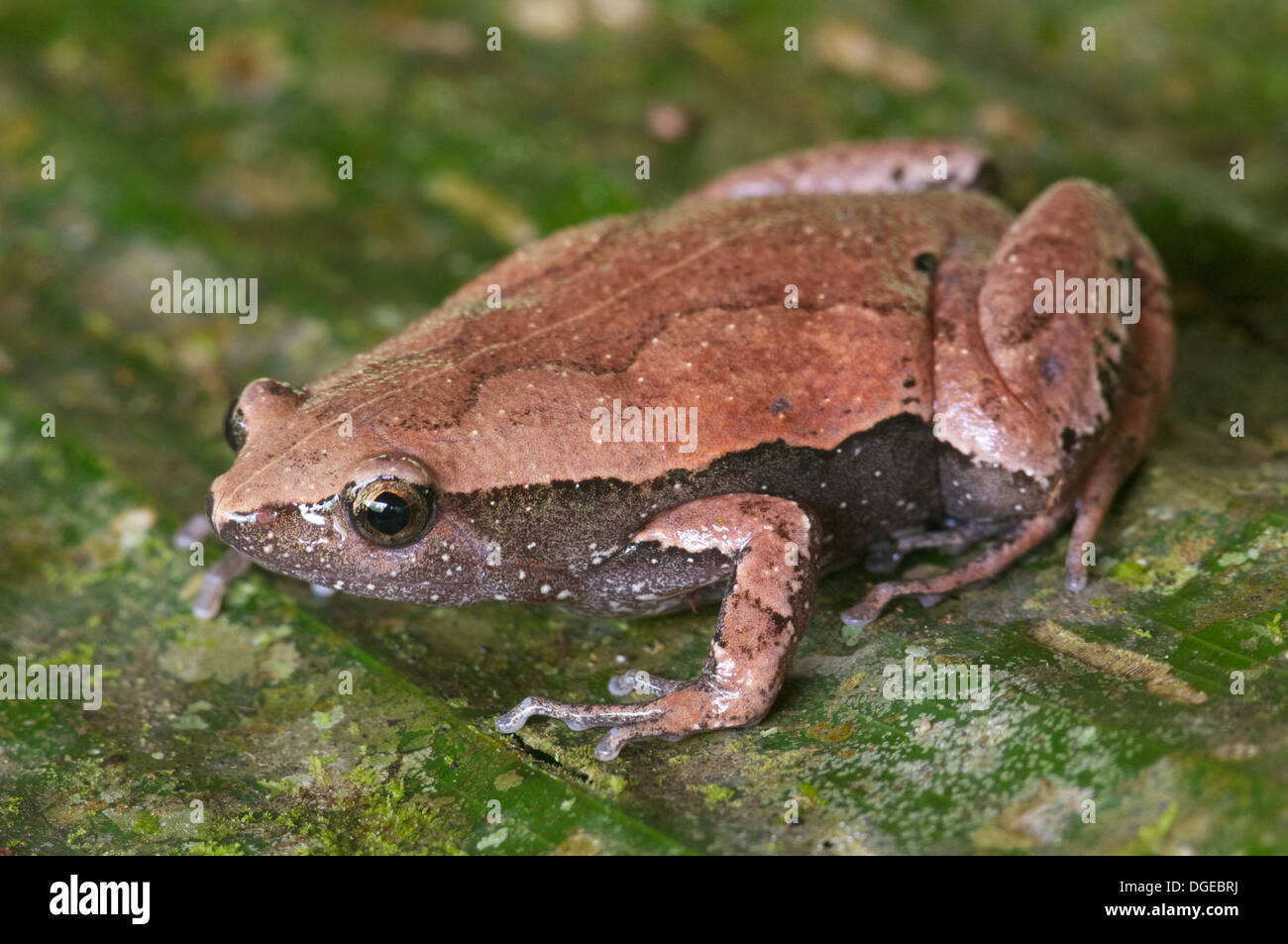 An Amazon Sheep Frog (Hamptophryne boliviana) posed on a leaf in the ...