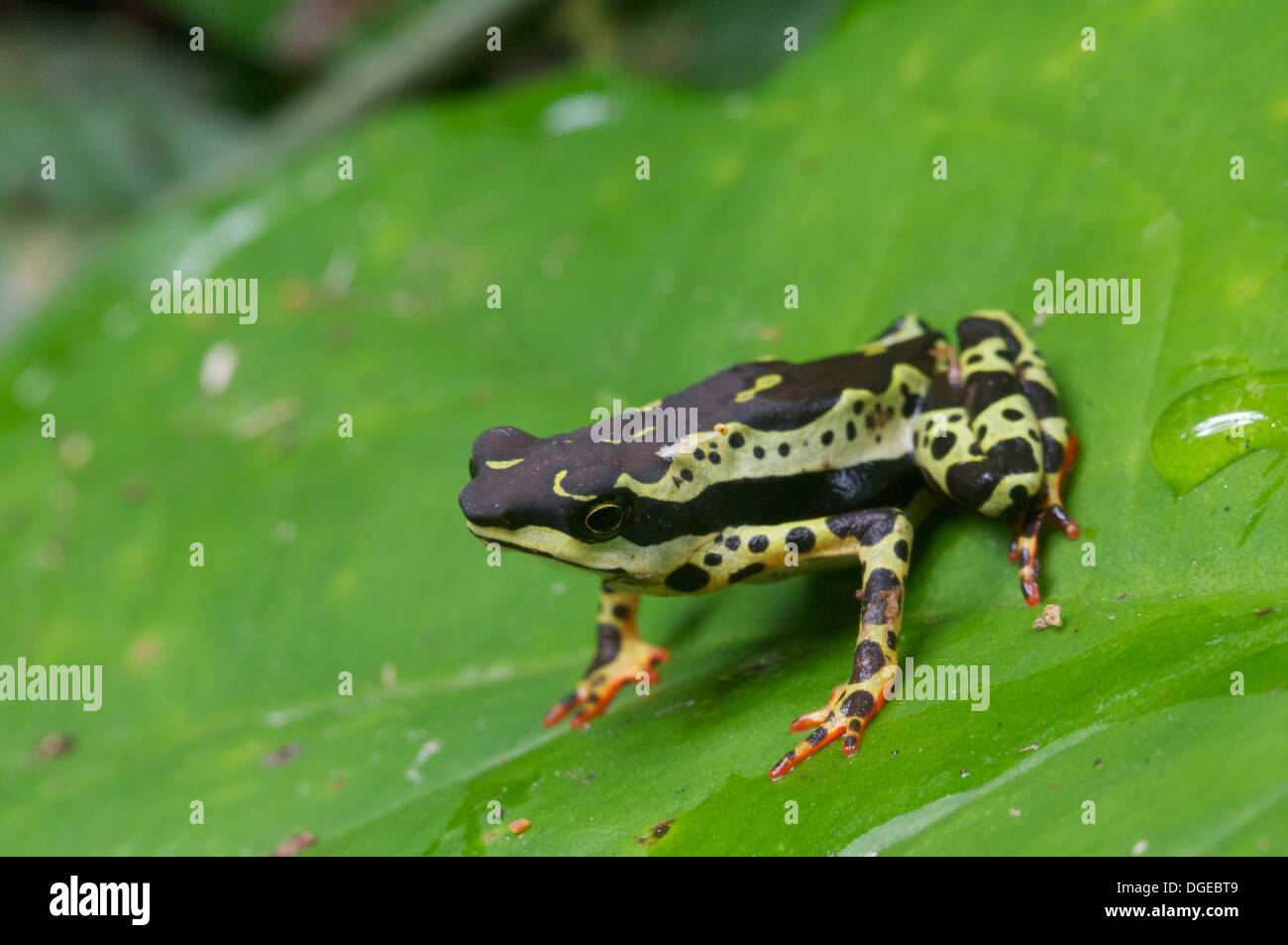 Costa Rican Variable Harlequin Toad Atelopus Varius