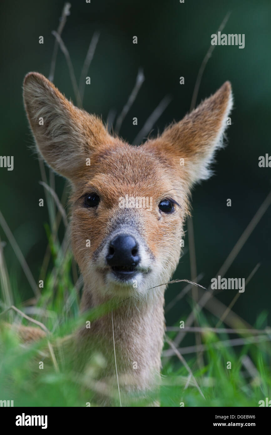 Chinese water deer hydropotes inermis hi-res stock photography and ...