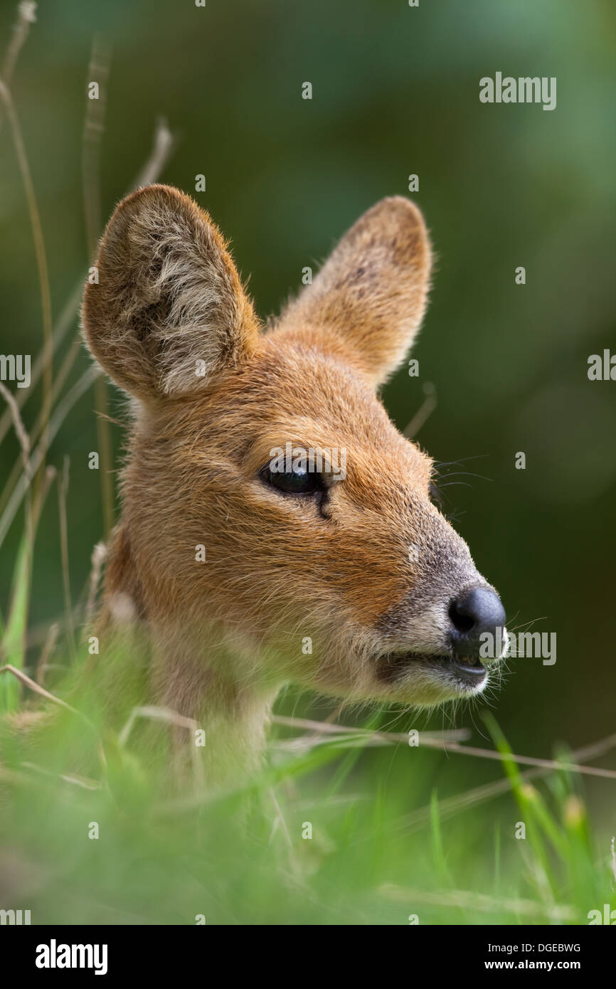 Chinese water deer hydropotes inermis hi-res stock photography and ...
