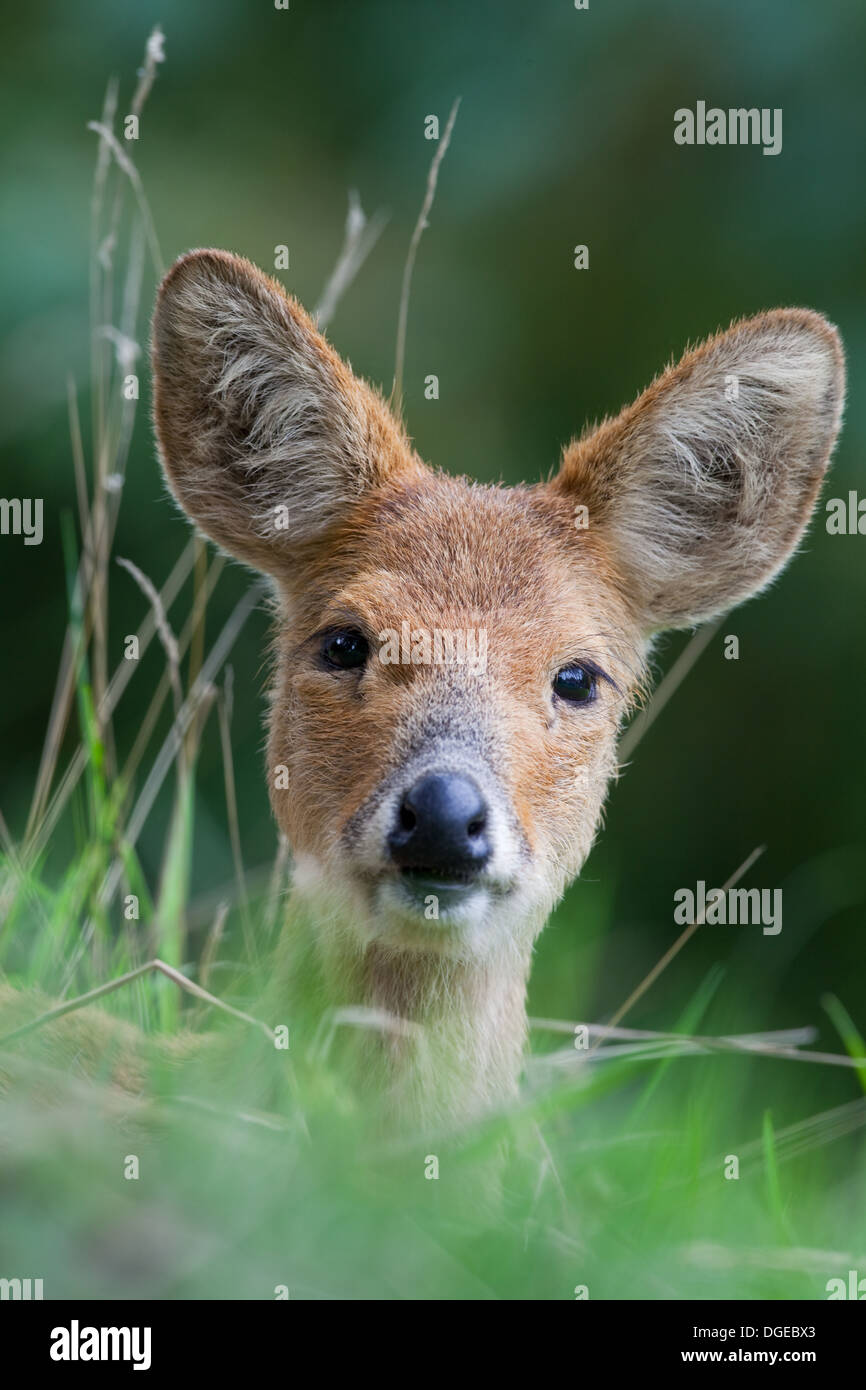 Chinese water deer hydropotes hi-res stock photography and images - Alamy