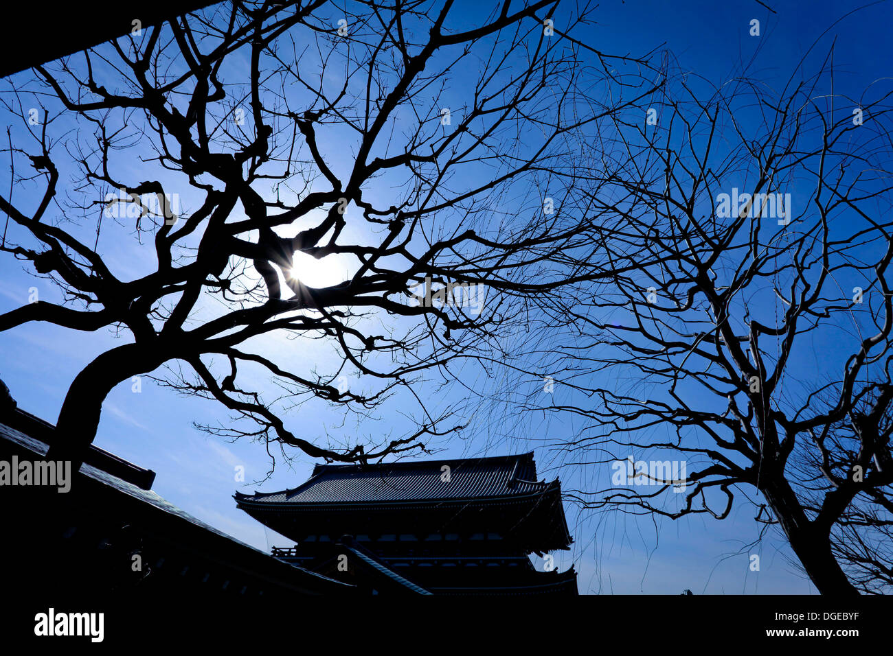 Big cherry tree hi-res stock photography and images - Alamy