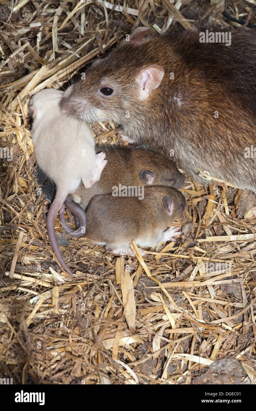 Brown Rats Rattus norvegicus . Three siblings from a litter. Two normal ...