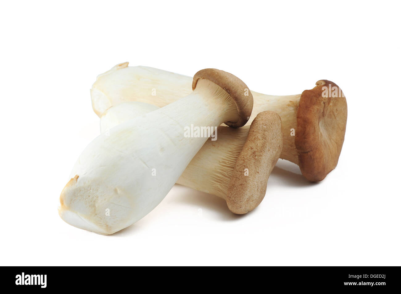 Mushroom food nature Cut Out Stock Images & Pictures - Alamy
