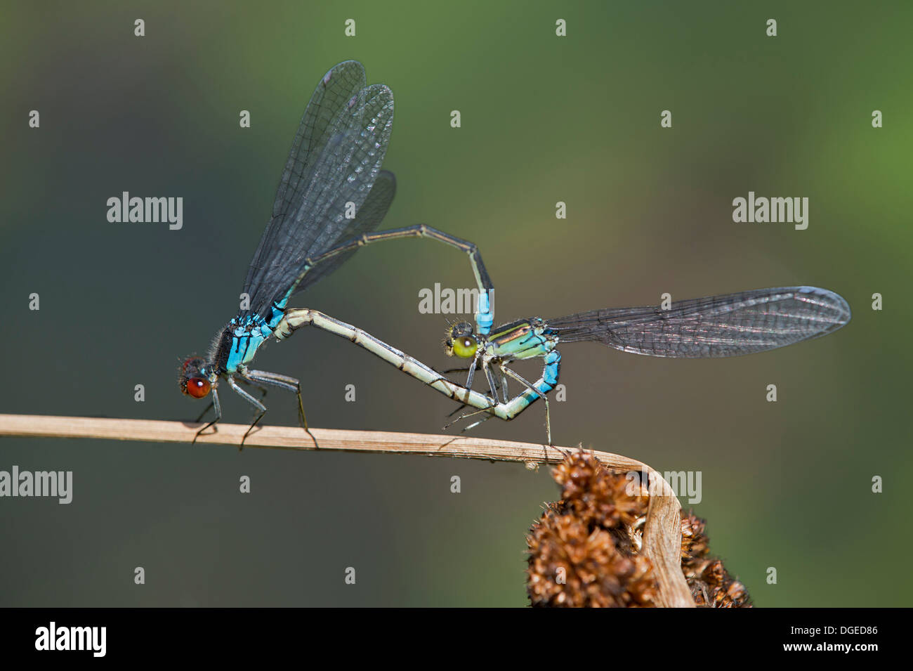 Close up of damselflies hi-res stock photography and images - Alamy