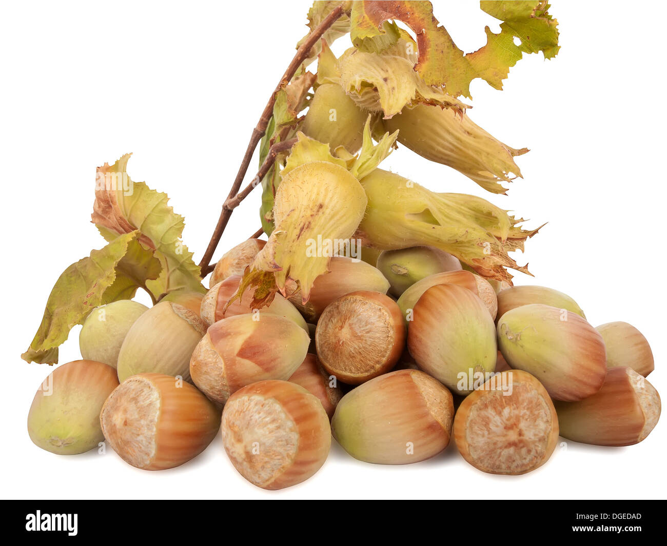 fresh hazelnuts isolated on white background Stock Photo - Alamy