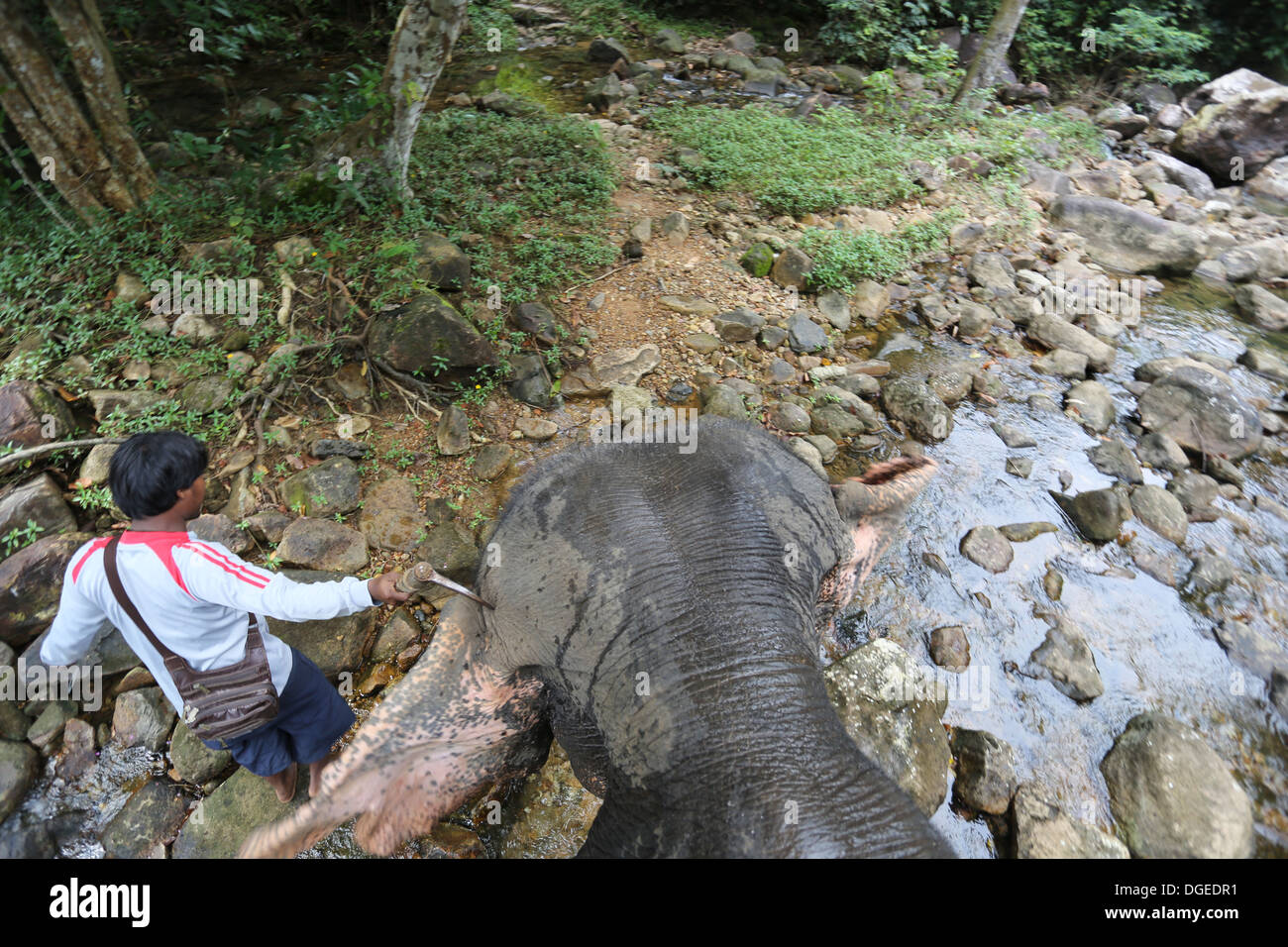 Koh Chang Elephant Sanctuary,Thailand Stock Photo - Alamy
