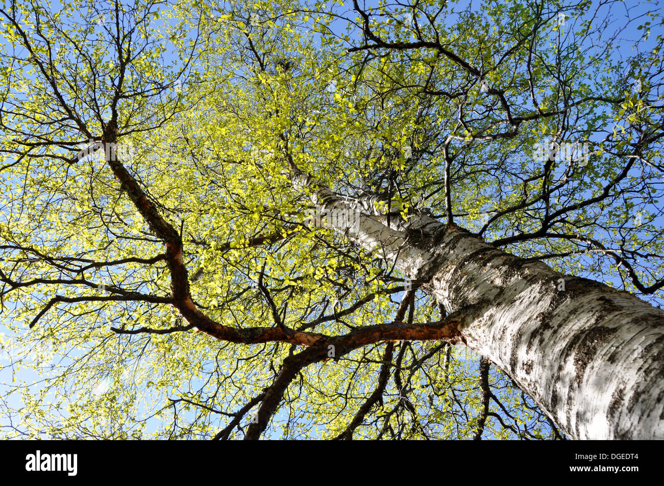 Birch tree at spring hi-res stock photography and images - Alamy