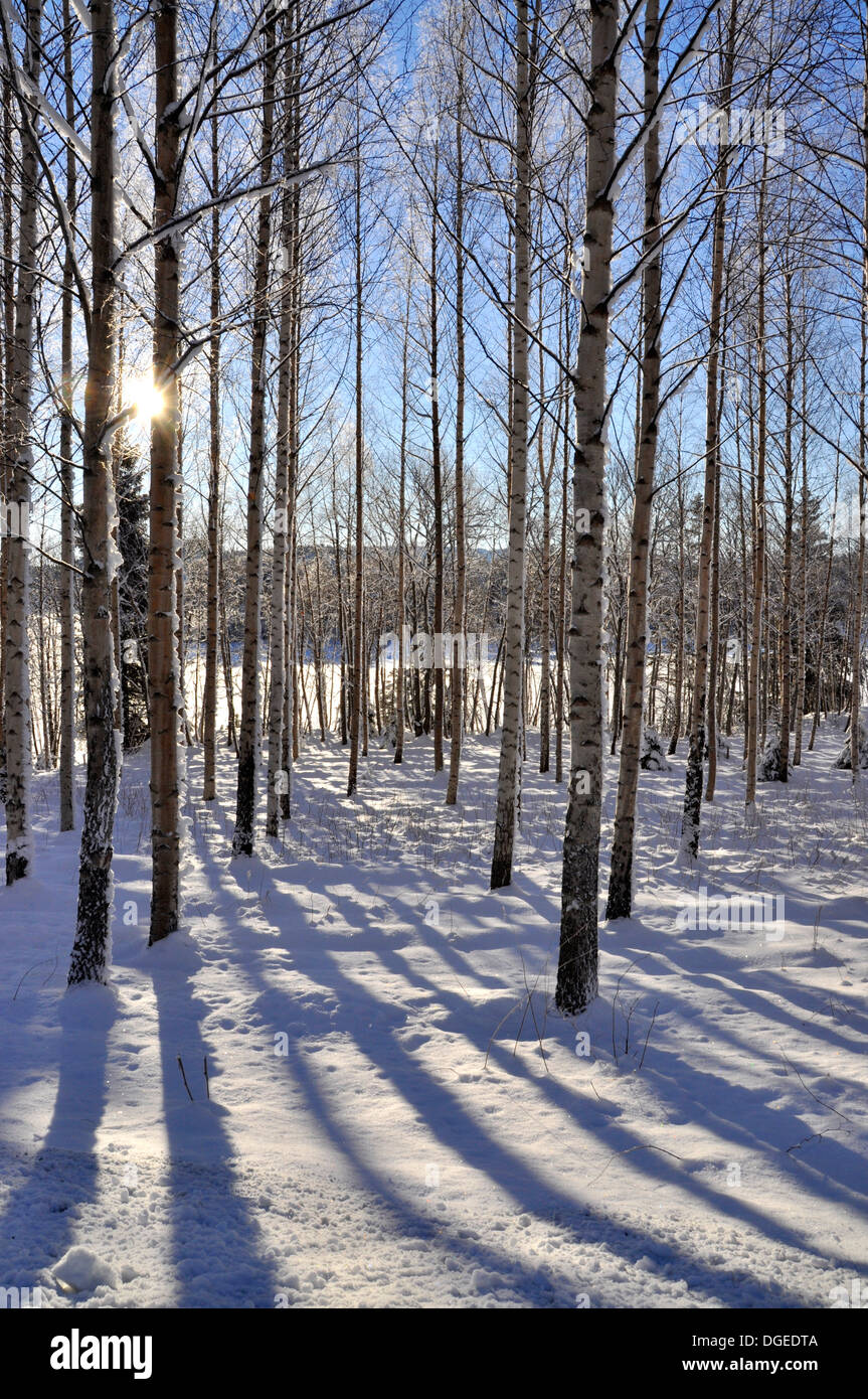 Winter shadows in birch hi-res stock photography and images - Alamy