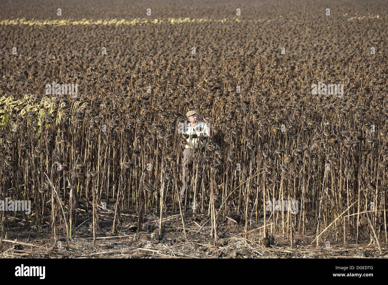 NICHOLAS WATTS CHECKING HIS CROP OF SUNFLOWERS ON HIS FARM SPALDING ...
