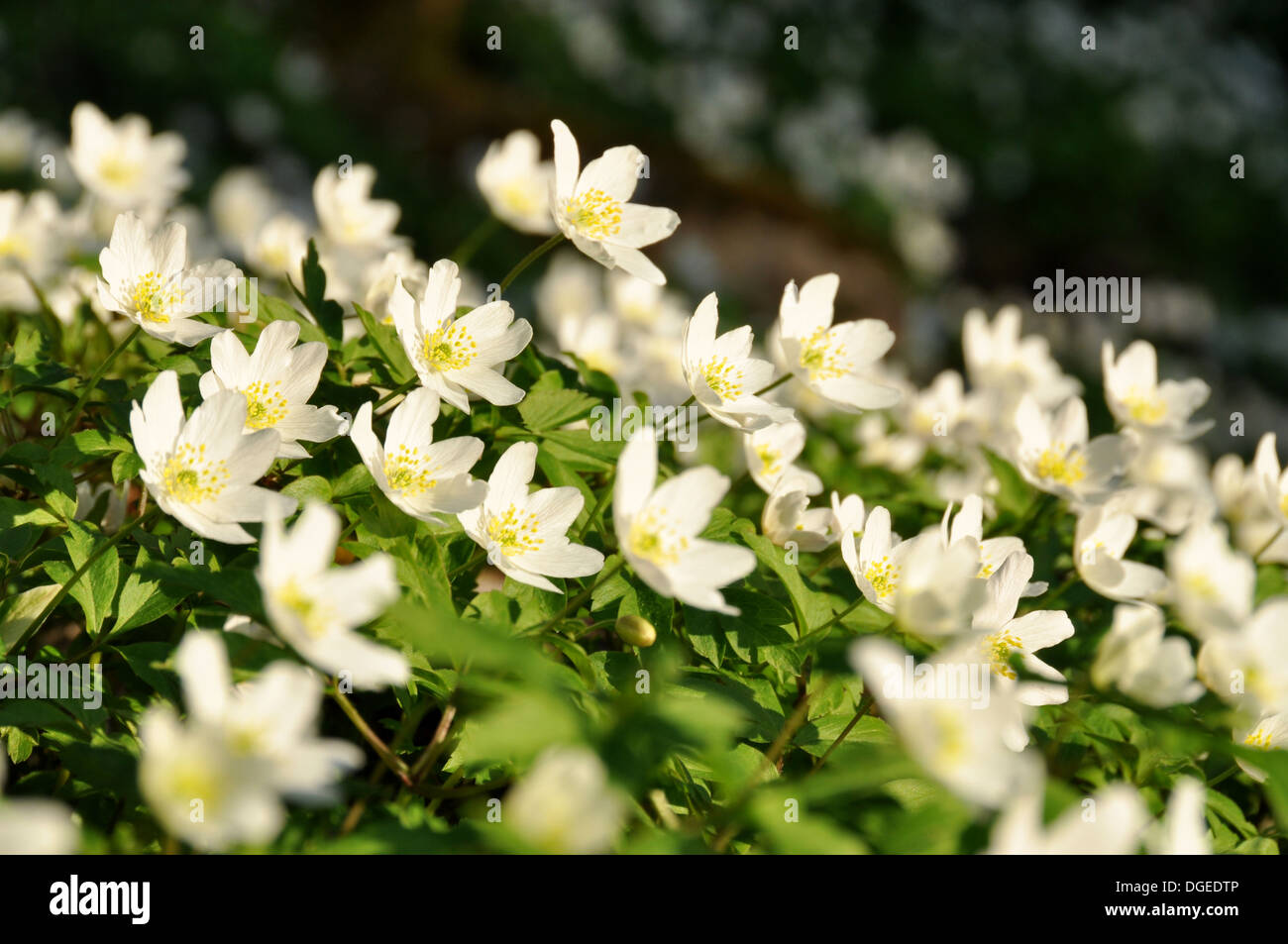 Field of wood anemone in spring Stock Photo - Alamy