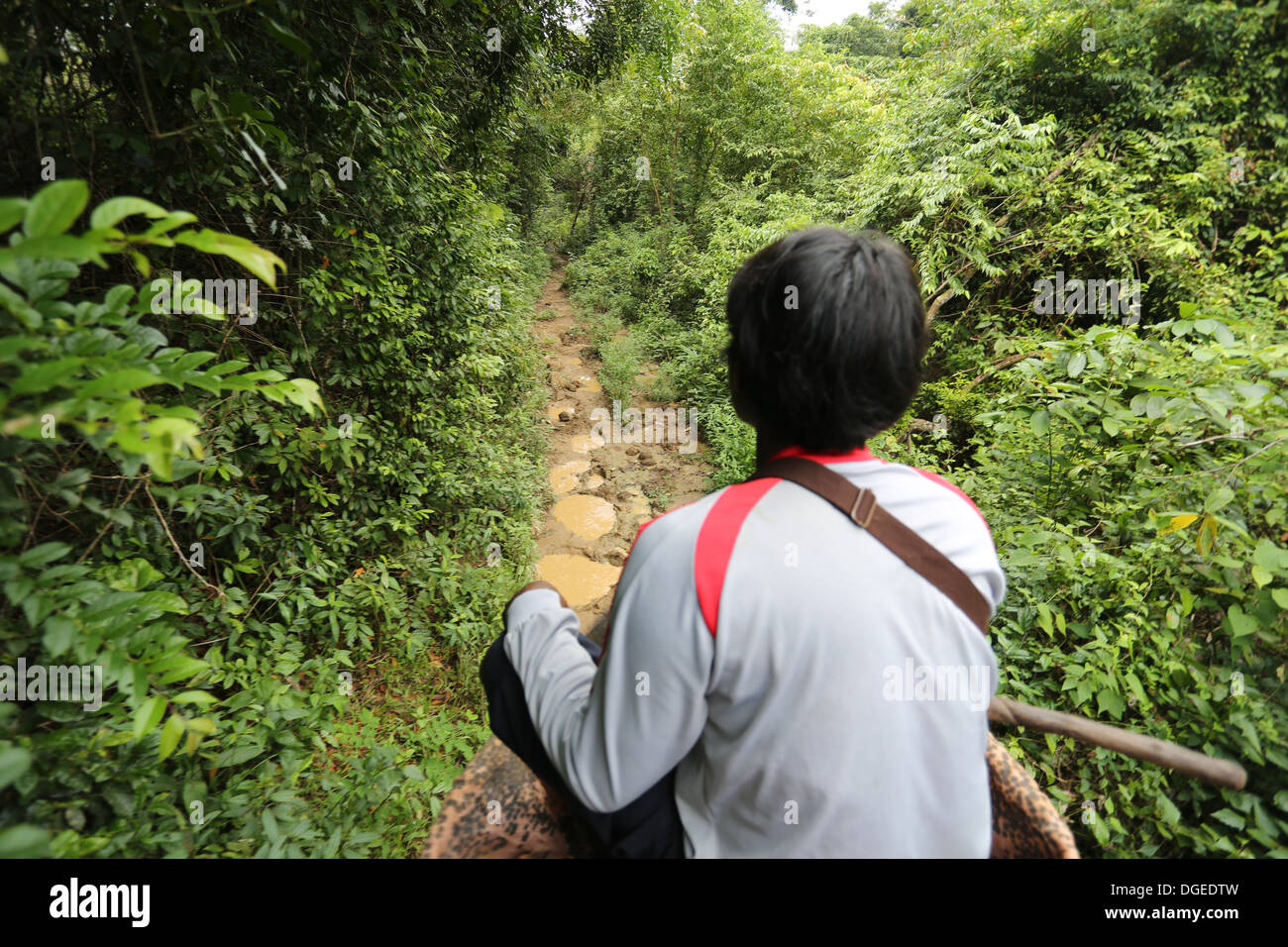 Koh Chang Elephant Sanctuary,Thailand Stock Photo - Alamy
